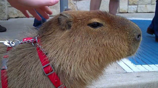 Capybara Popsicle