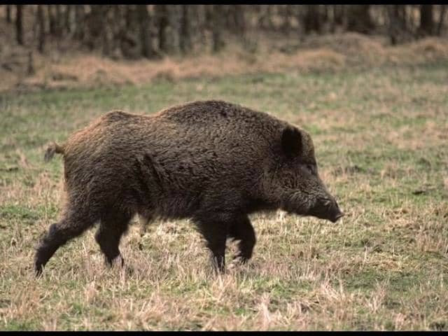 Le Sanglier on Vimeo