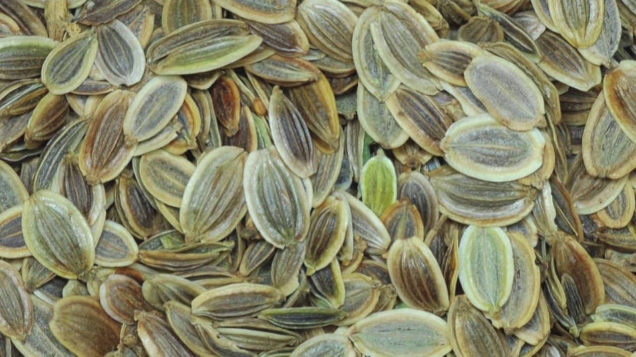 Rotary Spiral Separator - Cleaning Dill Seed on Vimeo