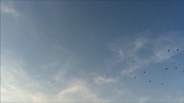 Mark Roberts Dove Hunting Birds in Flight on Vimeo