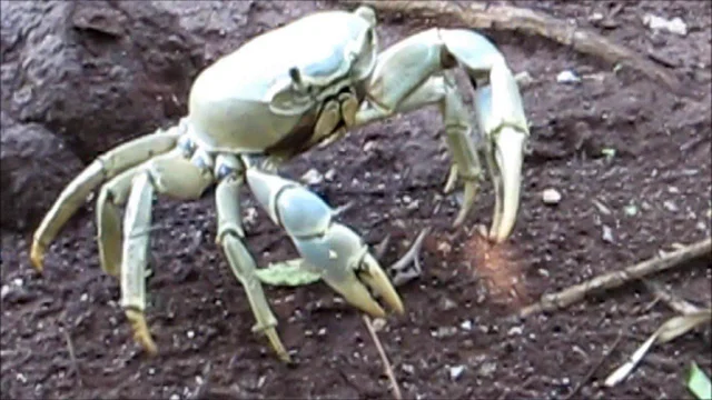 Giant Blue Land Crab