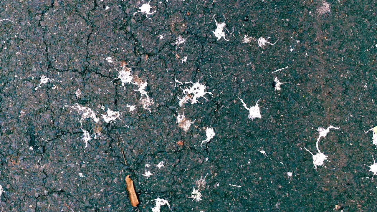bird shit on Vimeo