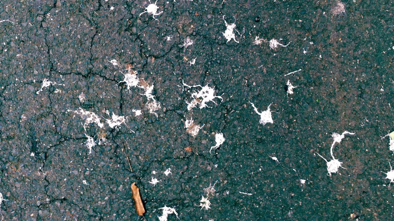 bird shit on Vimeo