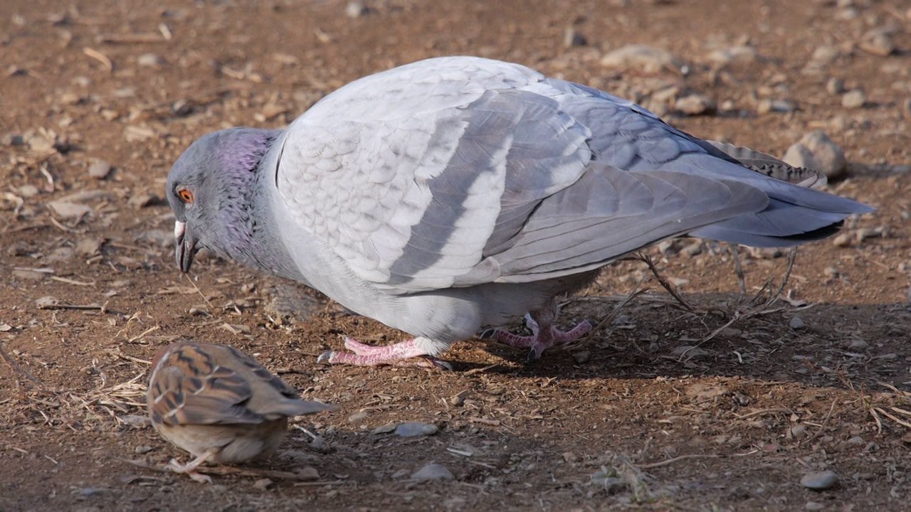 GH3 MOV FHD TEST SAMPLE 02 on Vimeo