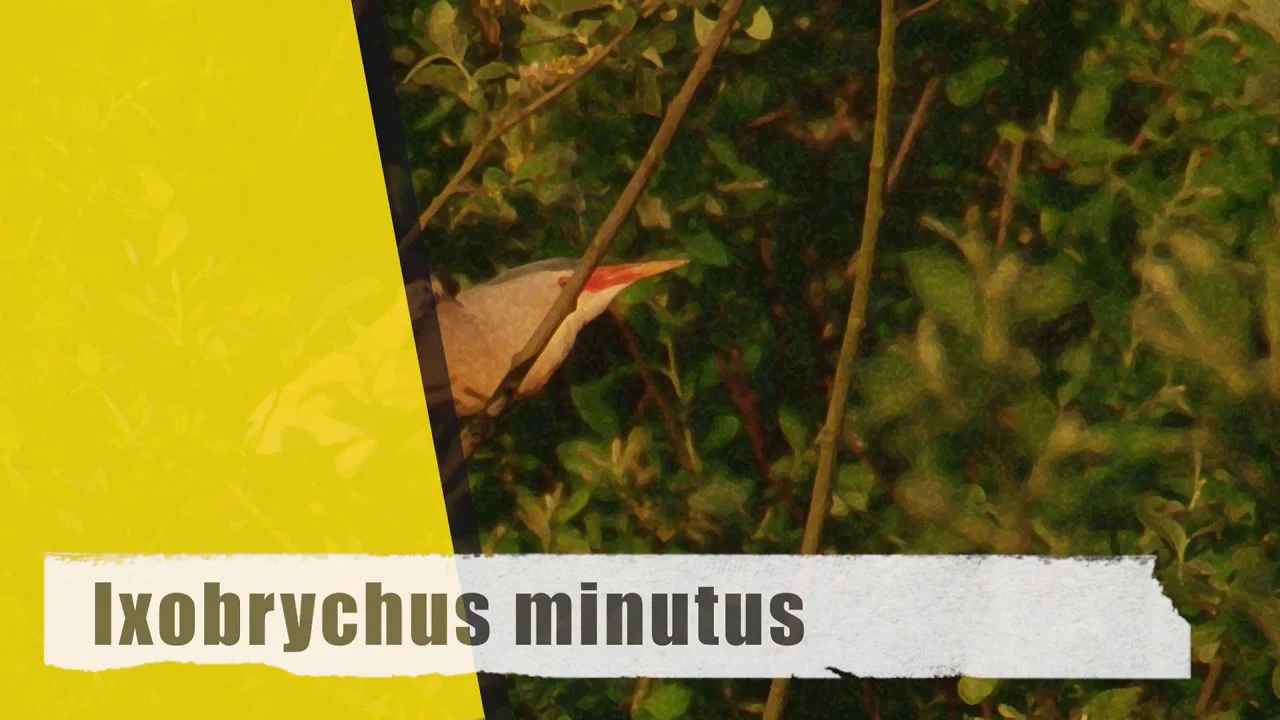 Ixobrychus minutus on Vimeo