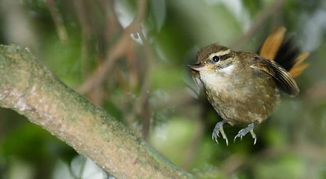 Plain Xenops | Xenops minutus on Vimeo