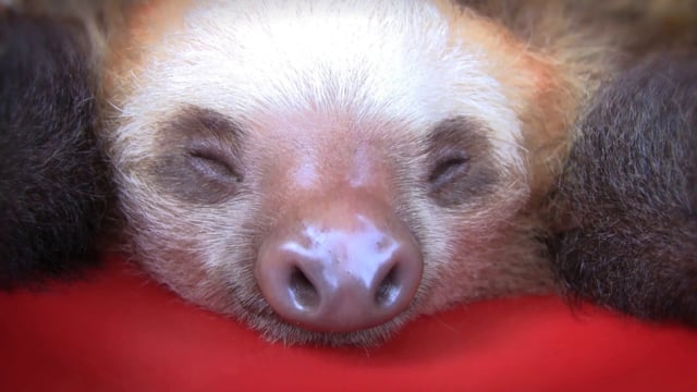 Baby Sloths In A Bucket