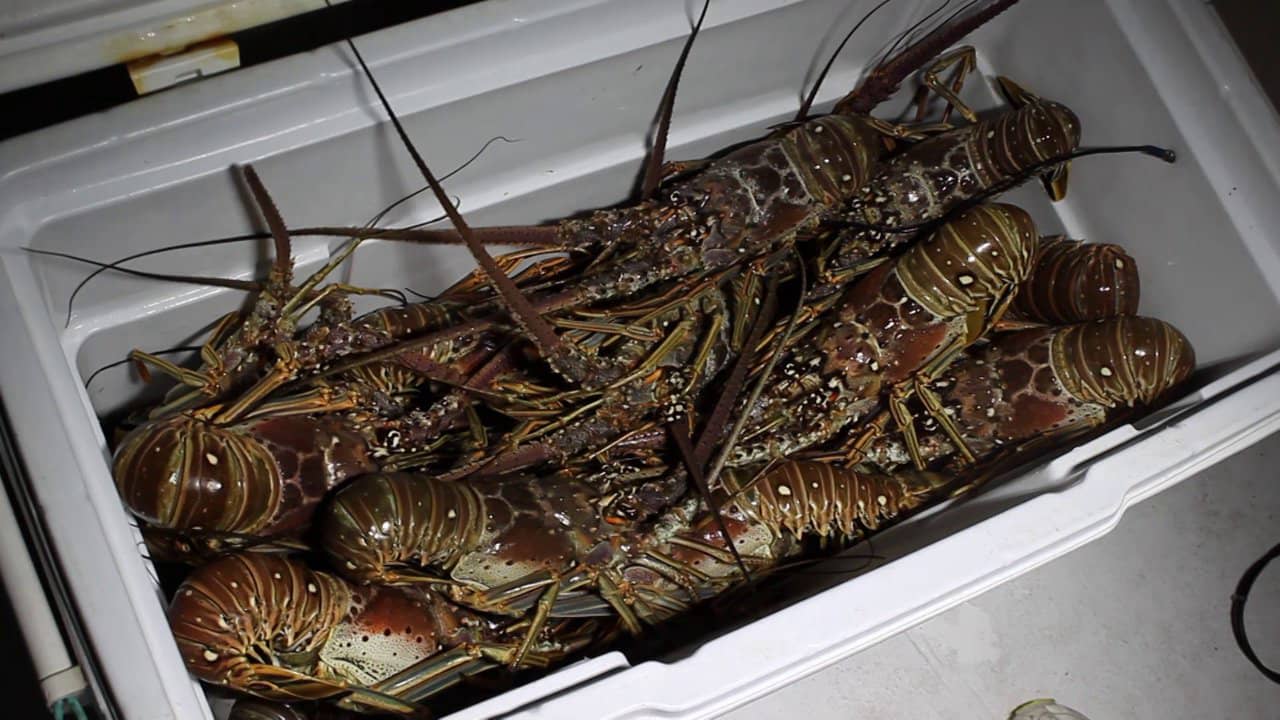 How to Bully Net Lobster on Vimeo