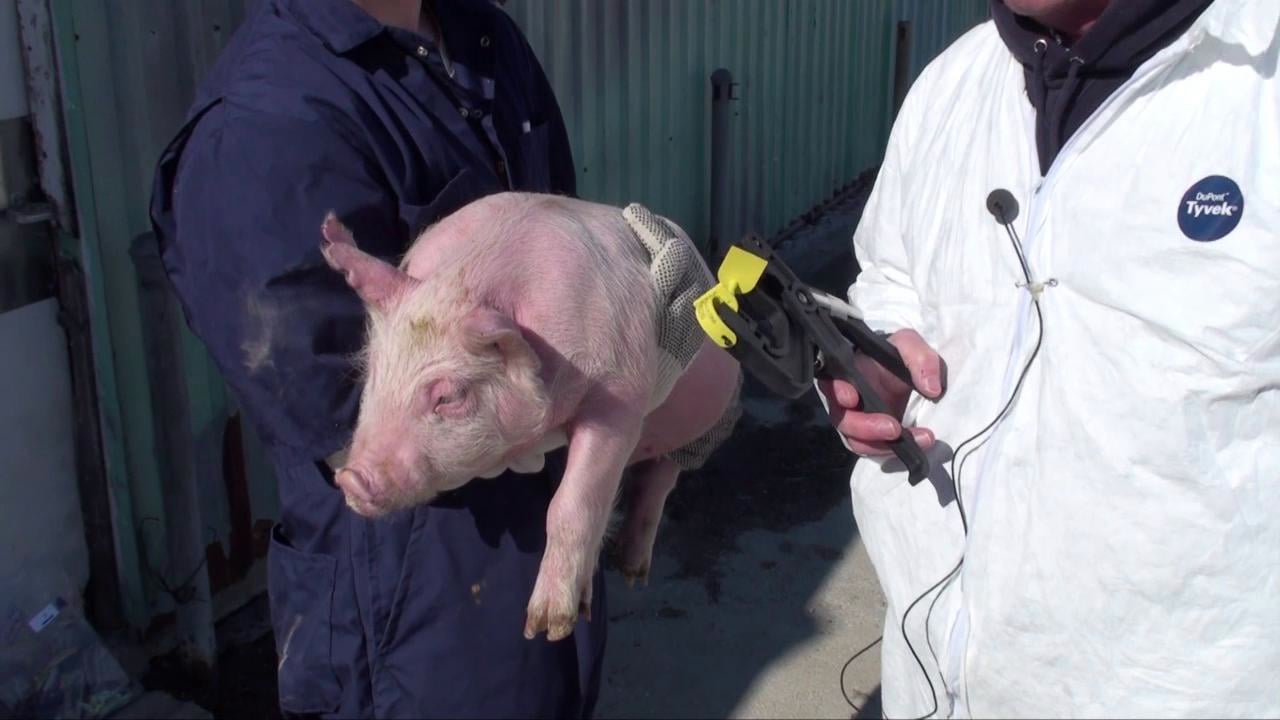Iowa 4-H Swine DNA Tagging Procedure on Vimeo
