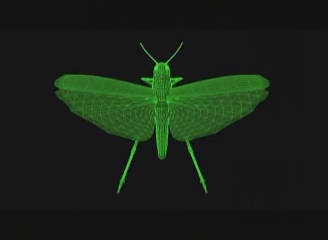 #1 The Locust That Watched Star Wars on Vimeo