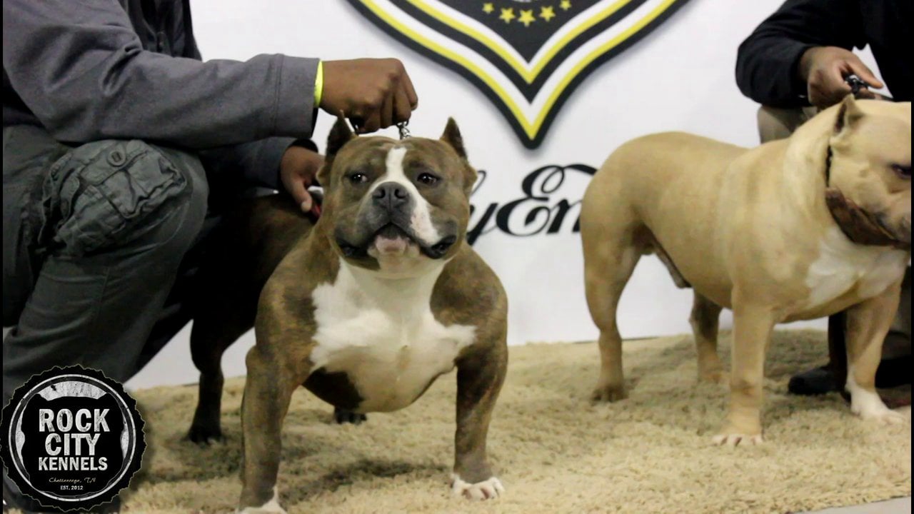 Atlanta Bully Expo/Atomic Dogg 24 Issue Release Presented By RCK - HD ...
