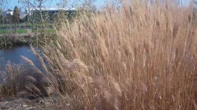 Miscanthus sinensis 'Red Chief' on Vimeo