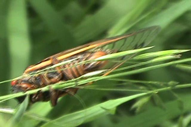 Getting Ready for the 2013 Brood II Emergence – Cicada Mania