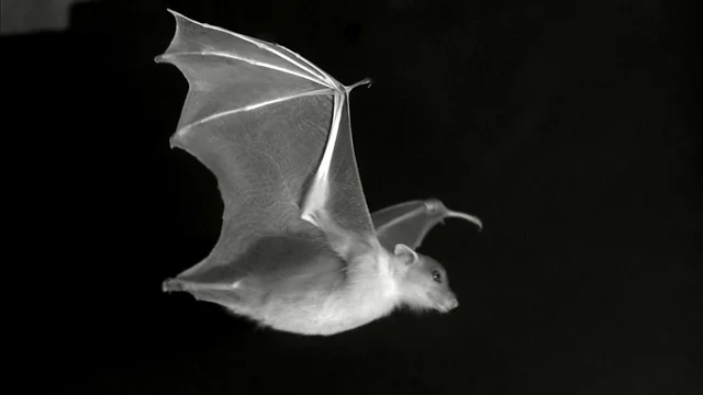 Bat Wing Folded