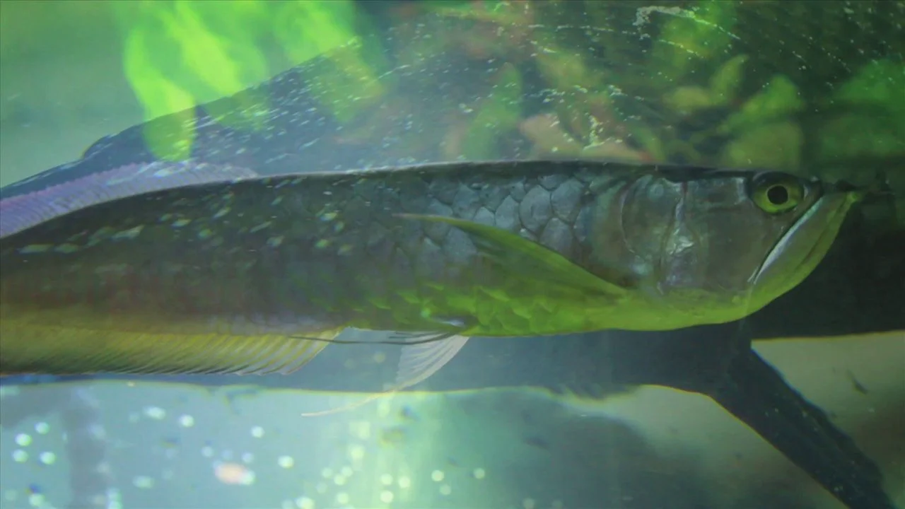 Fish Tank on Vimeo