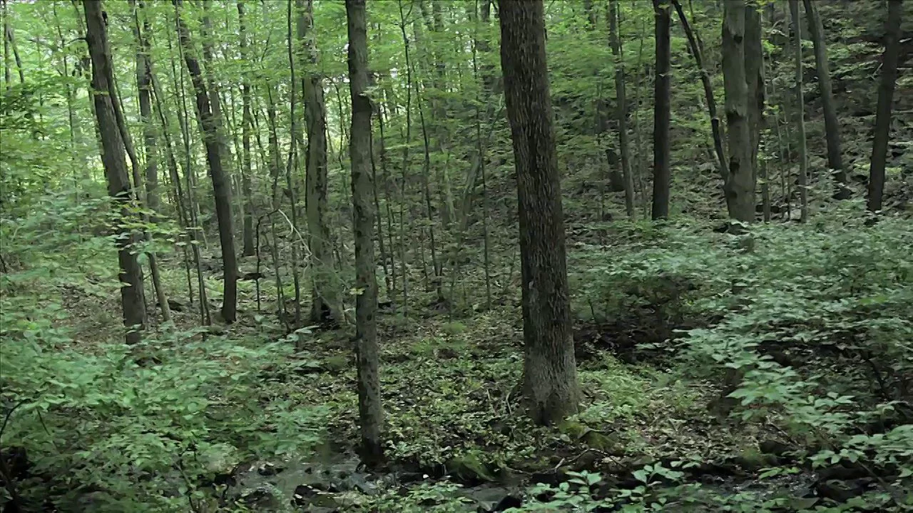 Walking Western Woods – A Call to Action by the Waterbury Neighborhood ...