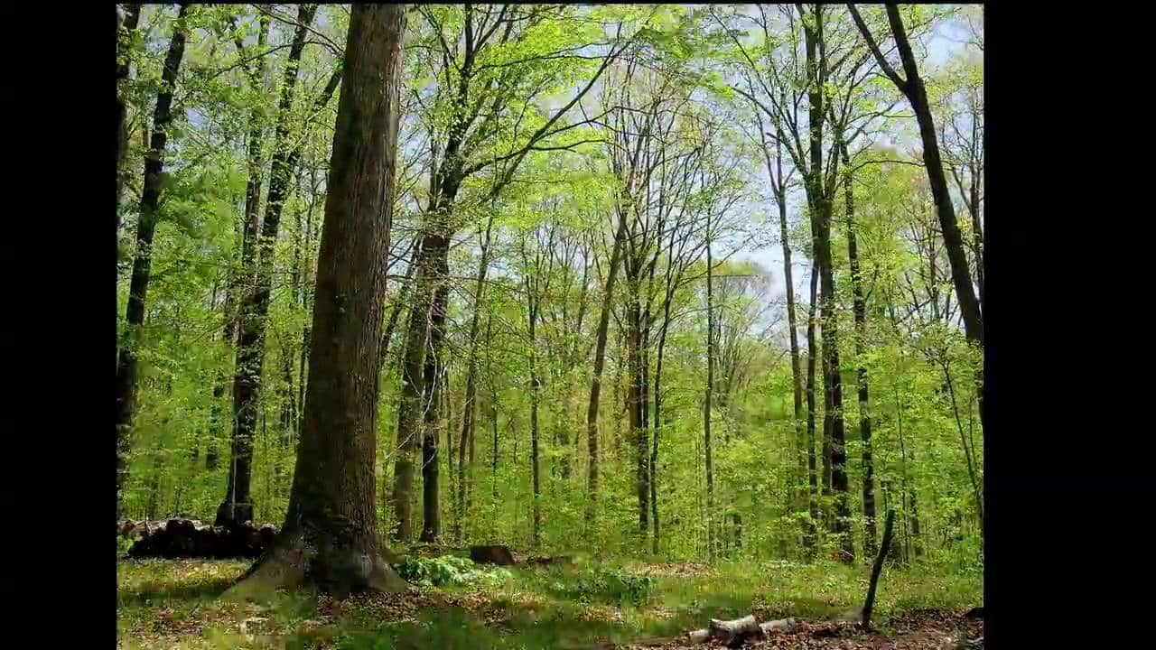 Forest Year on Vimeo