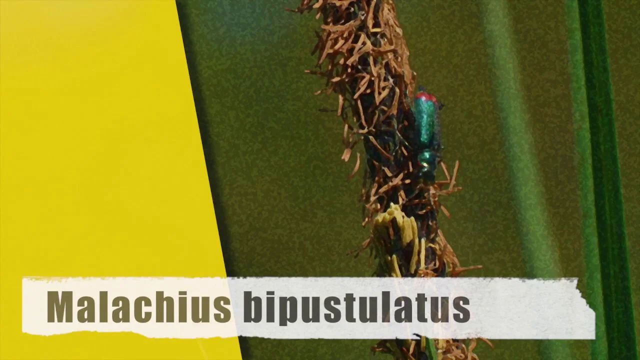 Malachius sp on Vimeo