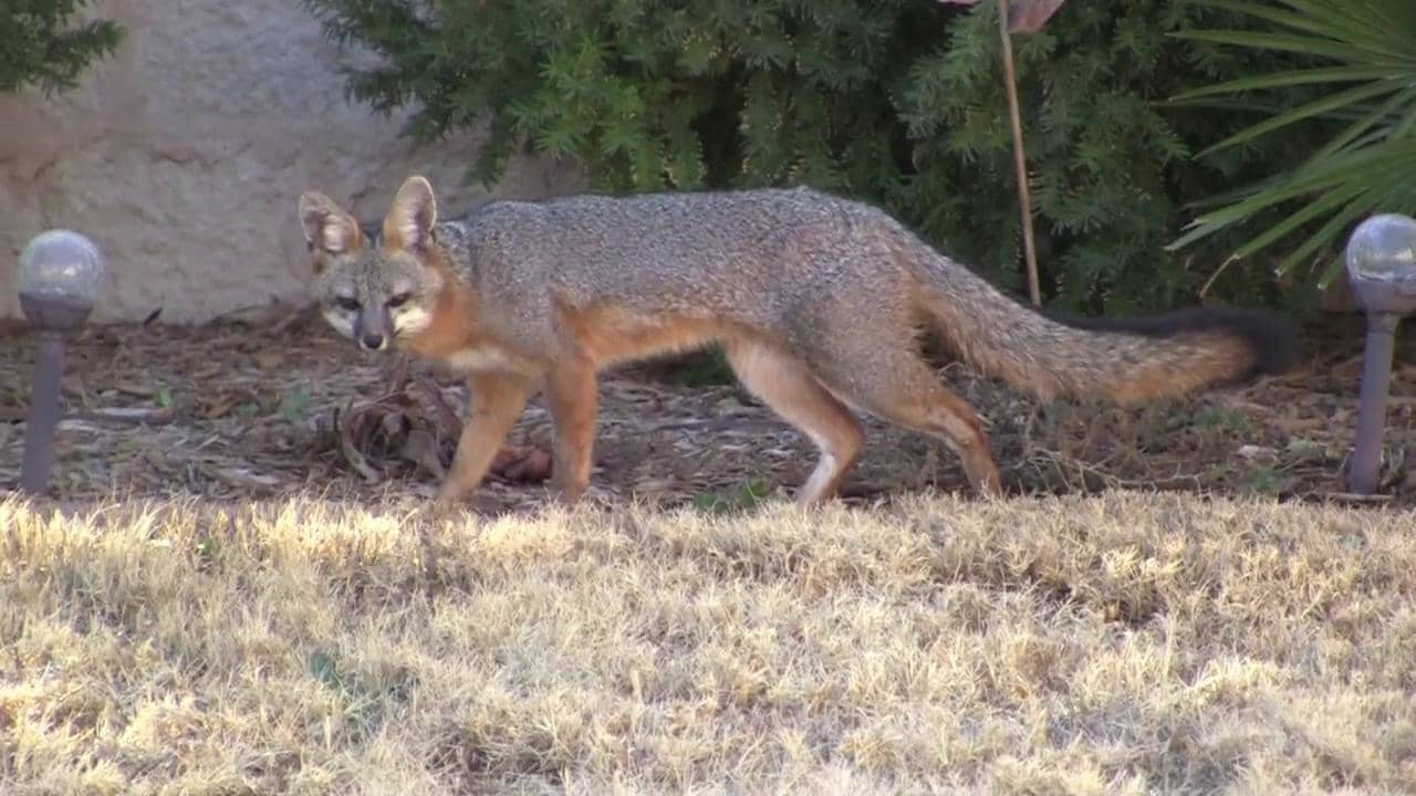 Back Yard Fox on Vimeo