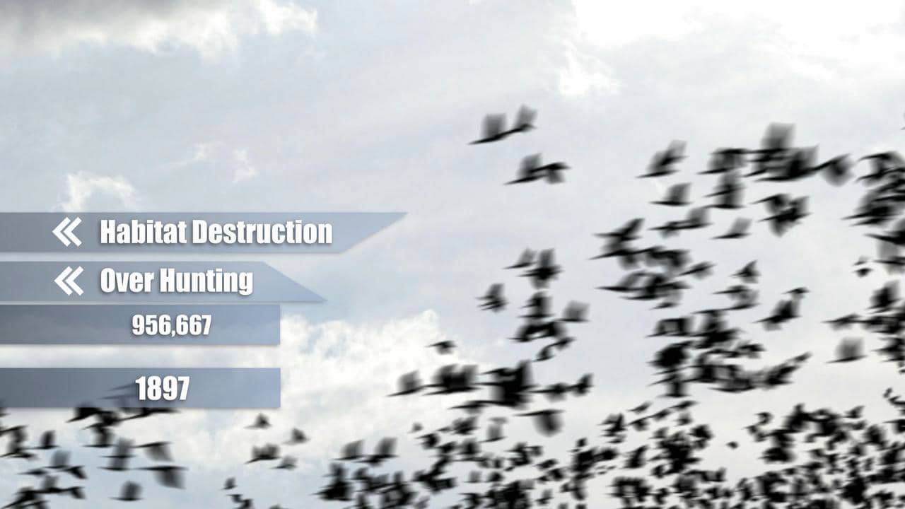 Fold the Flock TimeLine on Vimeo