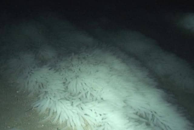 Squid Spawning Grounds Off La Jolla on Vimeo