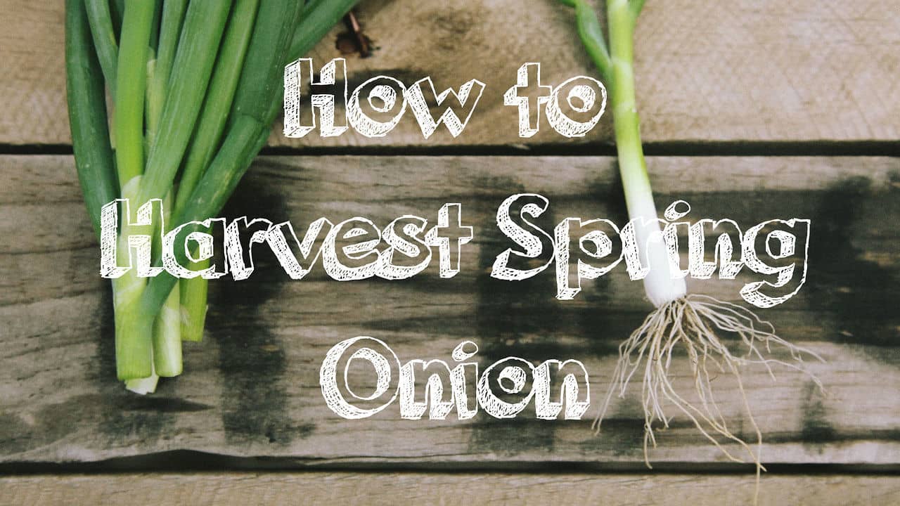 One-Minute Skills: Spring Onion Harvest on Vimeo