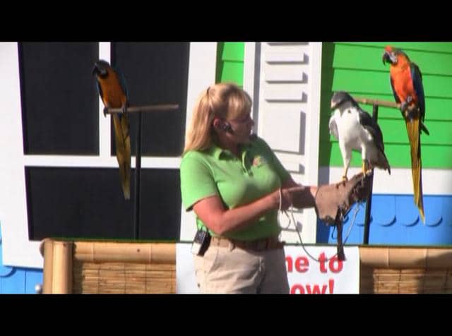 Wildlife Wendy & Her Tropical Birds at Six Flags New England w/ Raptors ...