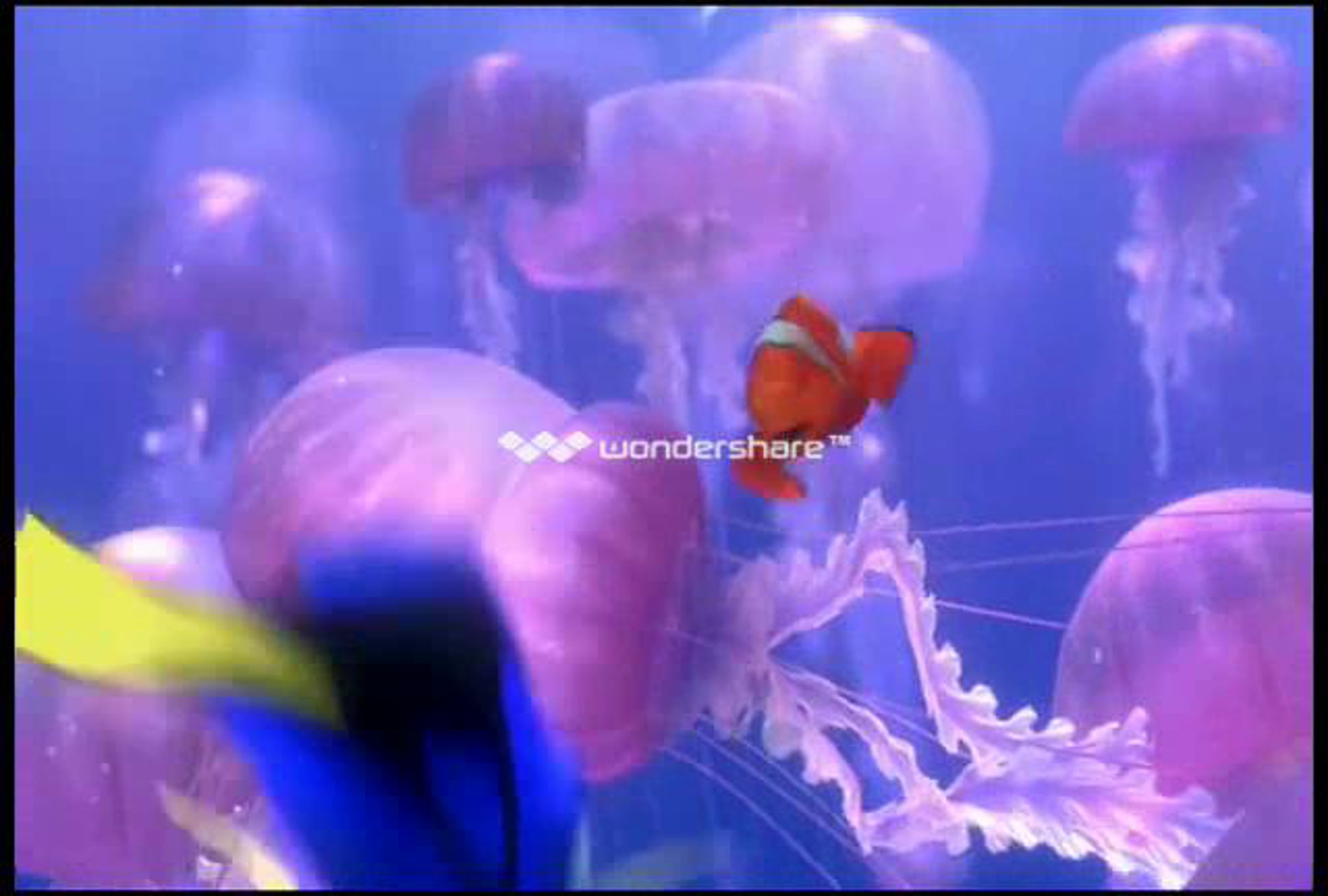 Finding Nemo Jellyfish Sequence on Vimeo