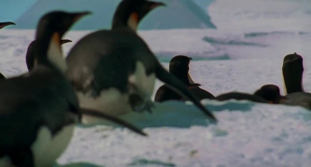 March of the Penguins - Documentarytube.com