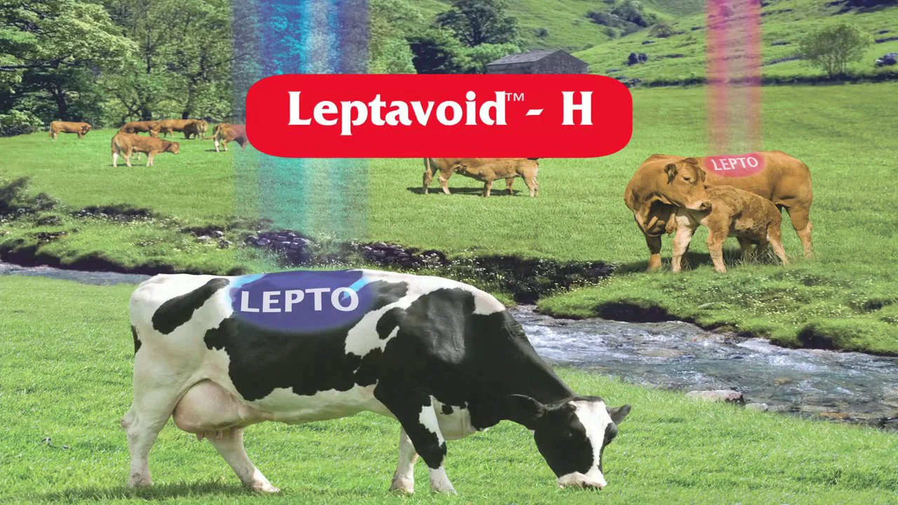 MSD Leptavoid H on Vimeo