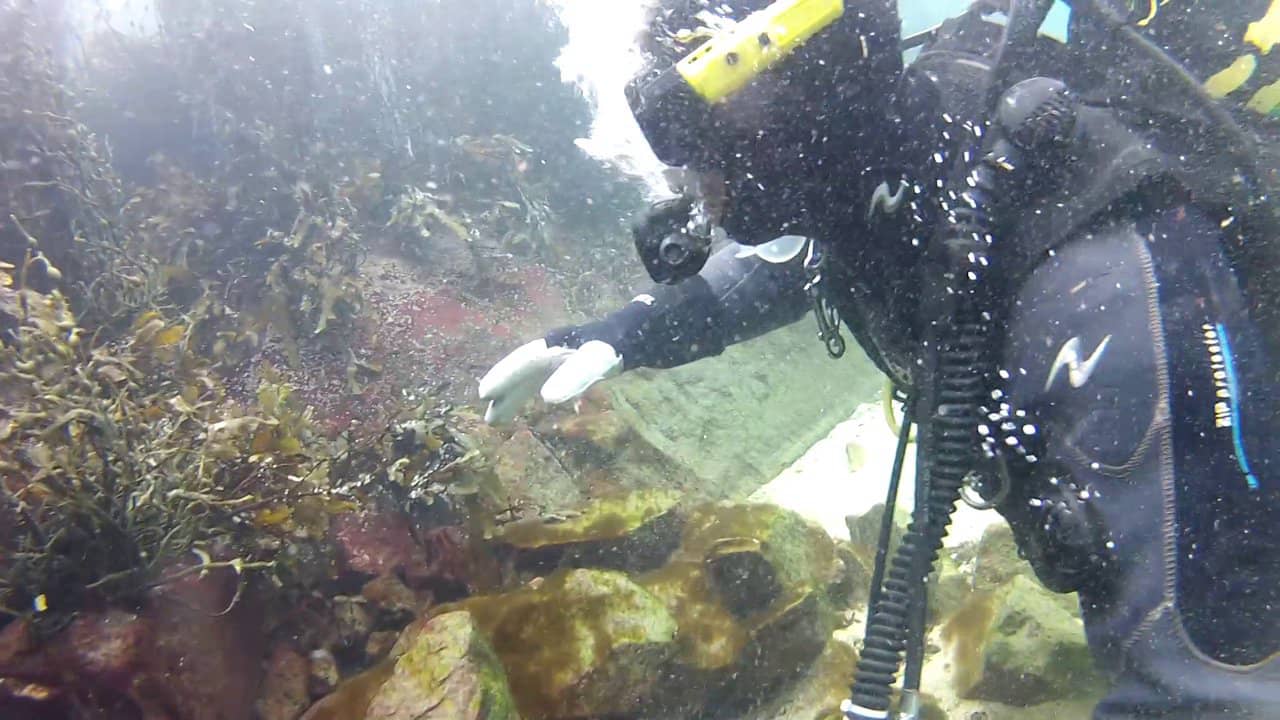 We Went Diving in the Arctic on Vimeo