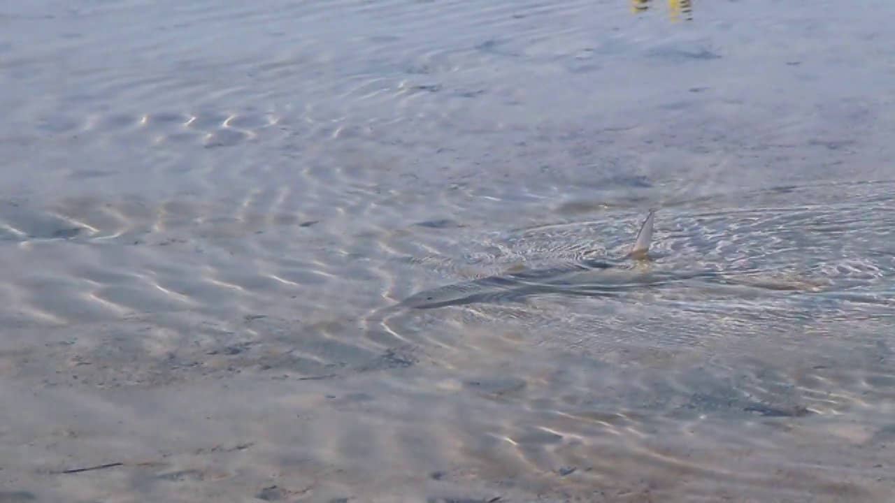 Tailing Bonefish Quickie VI on Vimeo