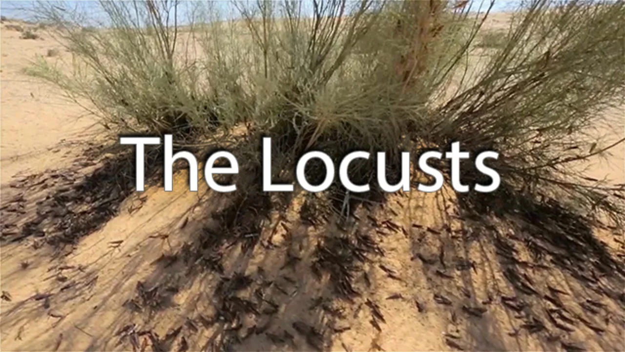 The Locusts on Vimeo