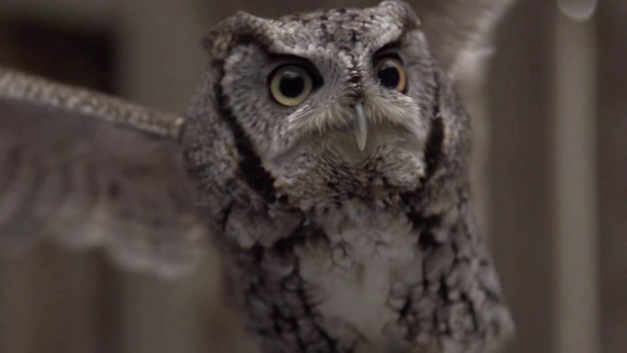 Slow Motion Owls at the Cleveland Museum of Natural History on Vimeo