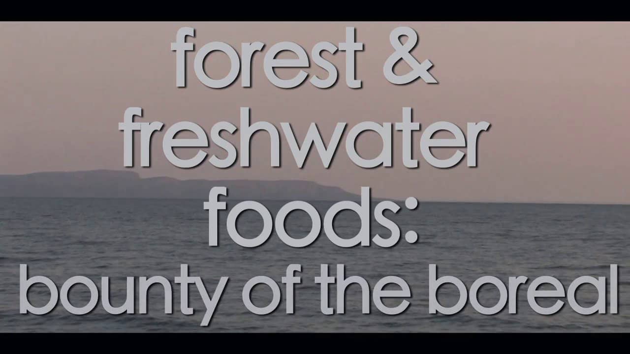 Forest & Freshwater Foods on Vimeo