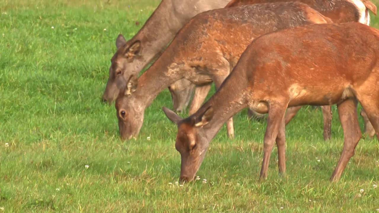 THE RED DEER MATING on Vimeo