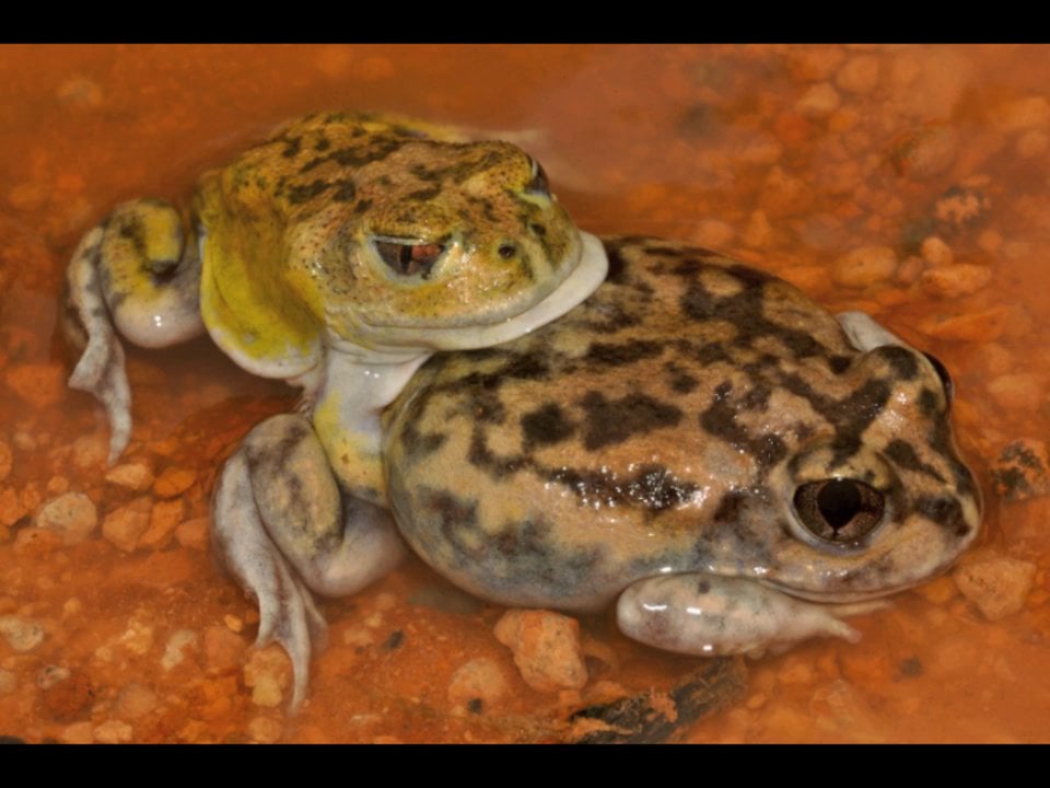 Desert Trilling Frog on Vimeo