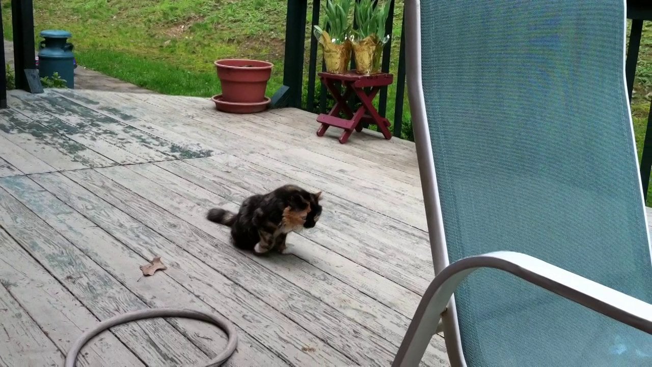 Undying Spirit: Gimpy Cat on Vimeo