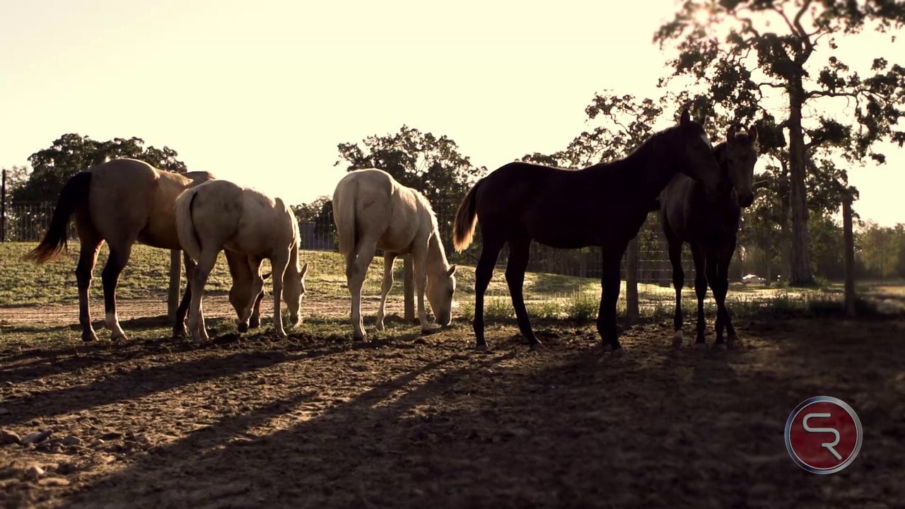 Schiller Ranch 30sec on Vimeo