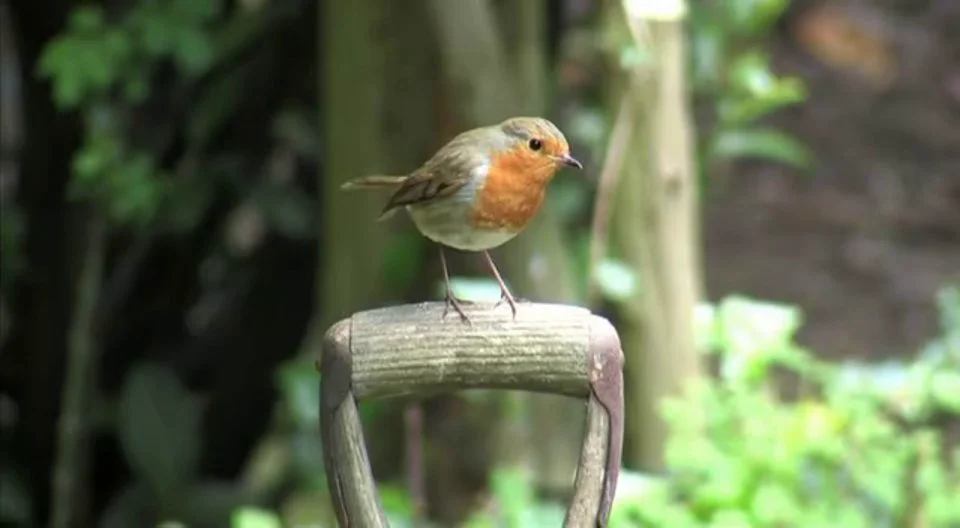 Silly Robin - The Film