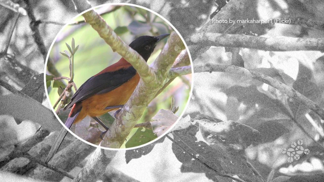 How do poisonous hooded pitohuis repel parasites? - AskNature Nuggets ...