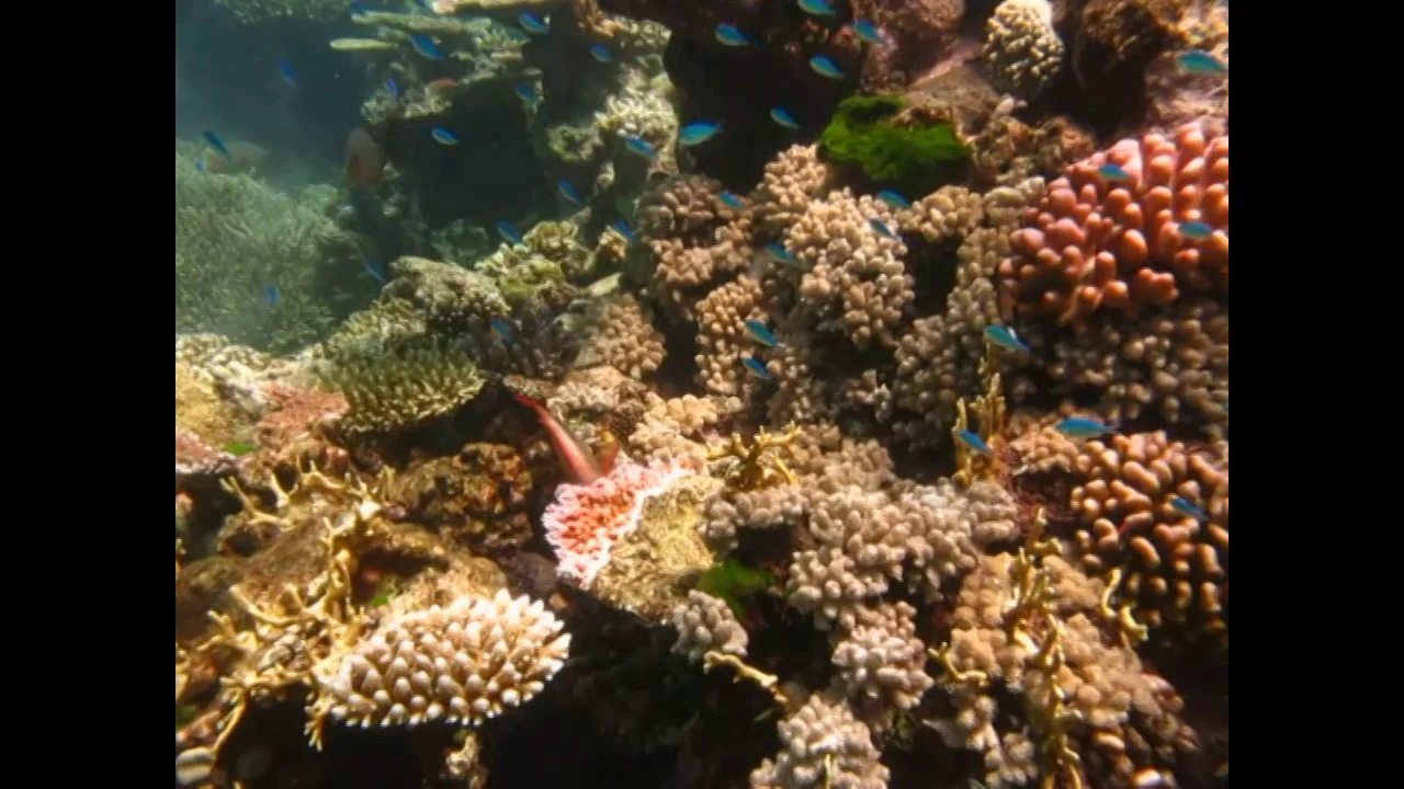 Great Barrier Reef Compilation on Vimeo