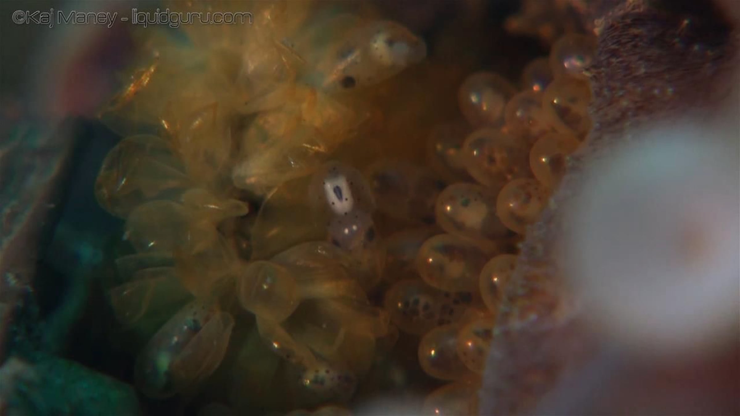 Coconut Octopus giving Birth