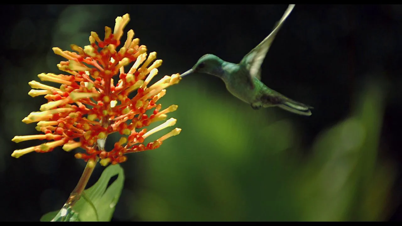 DisneyNature: Wings of Life - Hummingbirds