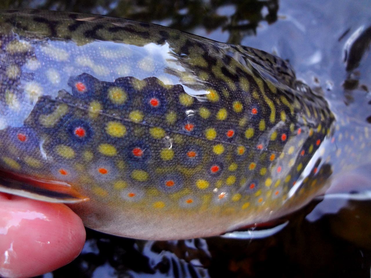 Fly Fishing for Brook Trout, Upper Peninsula of Michigan 2012 on Vimeo