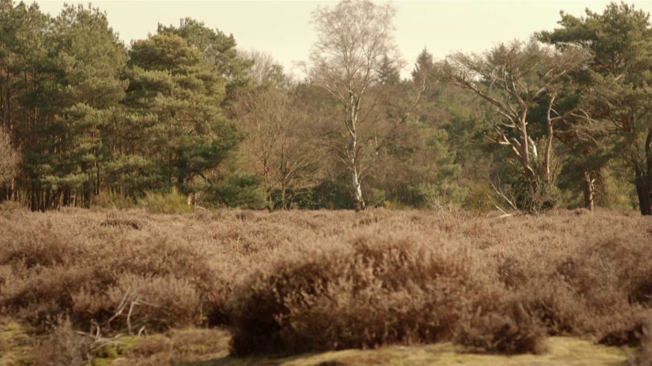 TENT • Laura van Hal • NET • trailer on Vimeo