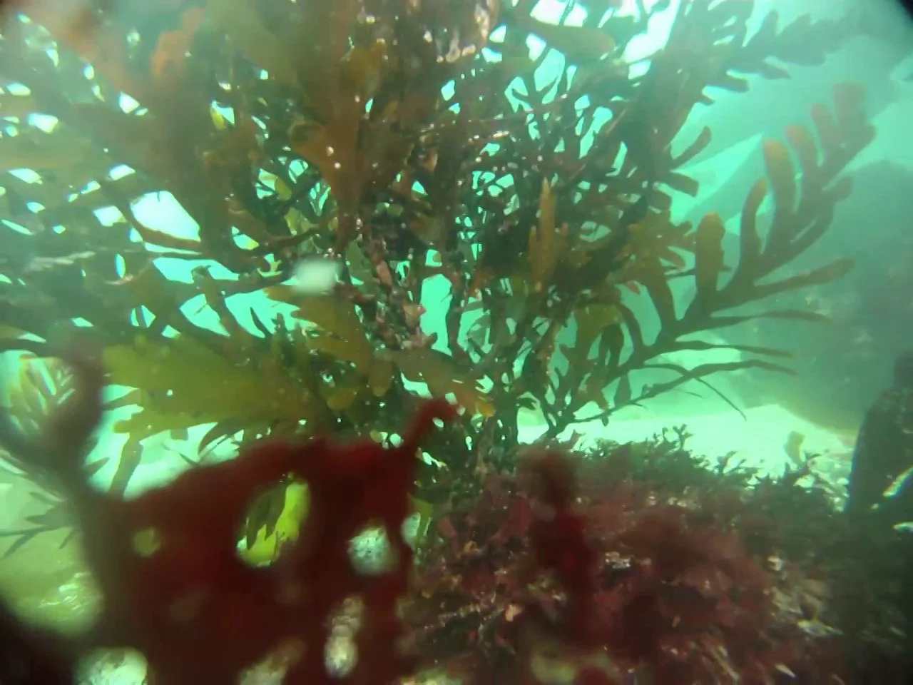 Stephanocystis osmundacea - Chain-Bladder Kelp / Hidden Beach - 3/11/13 ...