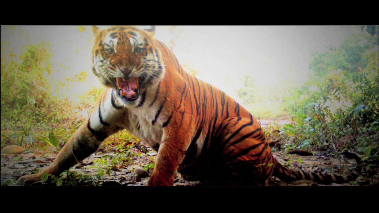 PAKKE TIGER RESERVE on Vimeo