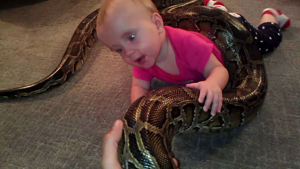 Baby Playing With Big Pet Snake on Vimeo