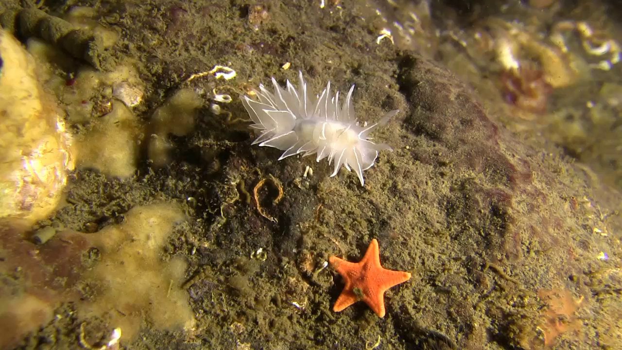 KVI radio Tower & Alki Fishing Reef on Vimeo